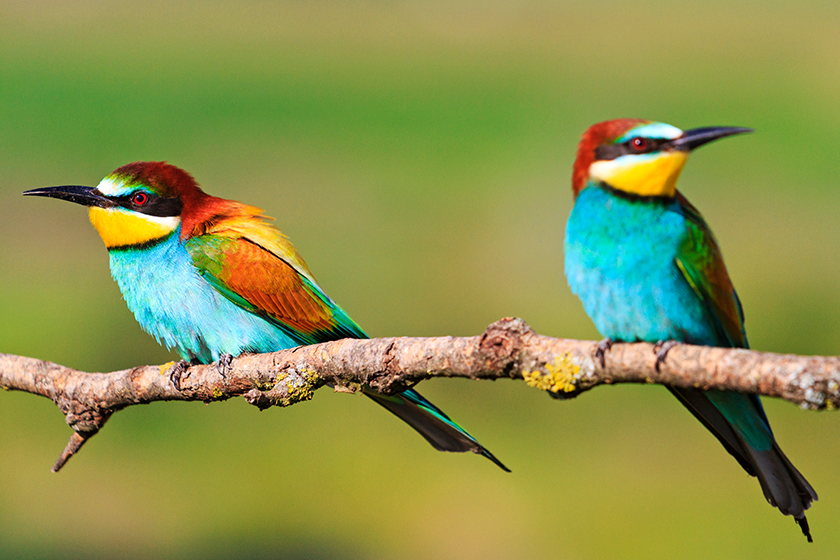 Where To Enjoy Birdwatching Near Your Senior Gated Community in ...