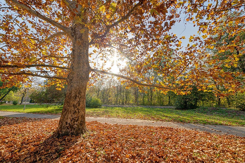 The Reasons Why Fall Is The Perfect Season To Move To Albuquerque, NM ...