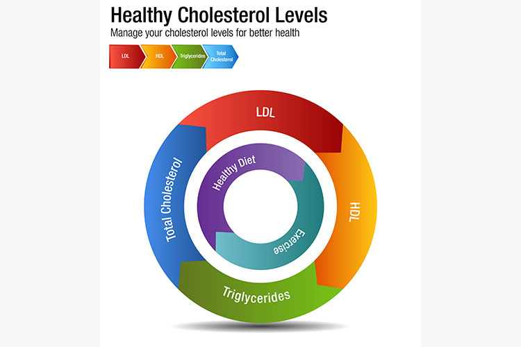 Senior Heart Health: Interpreting Cholesterol Charts By Age – Morada ...