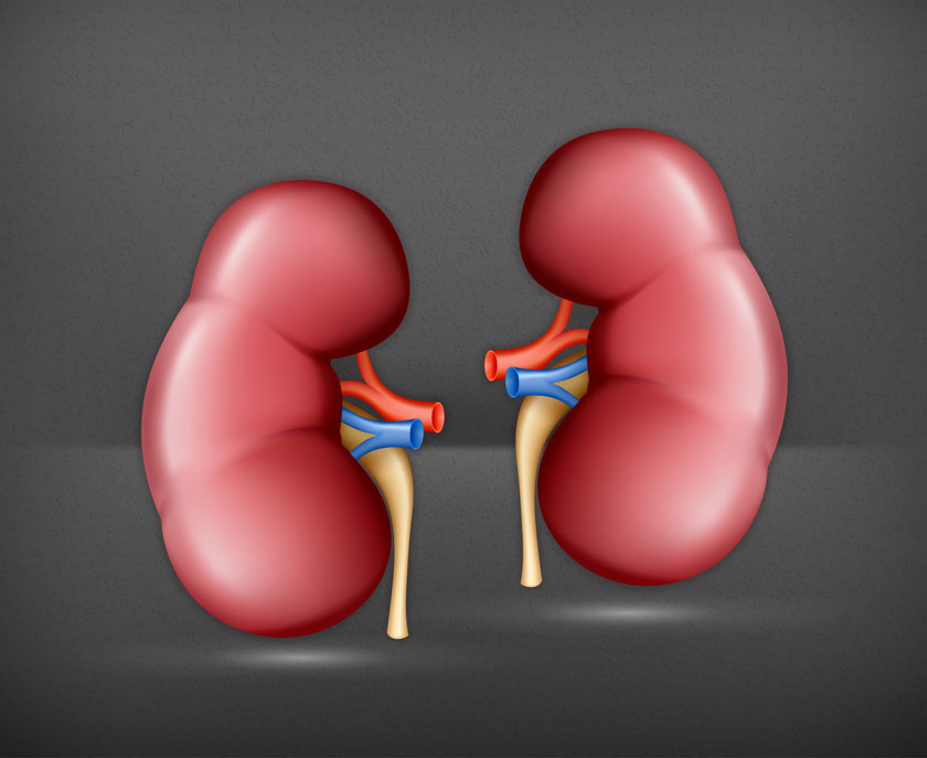 Kidney Health Management Tips For Seniors – Morada Senior Living