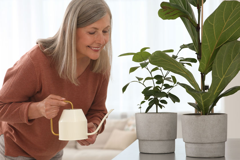 Senior-Friendly Indoor Plants To Grow At Your Assisted Living Apartment ...